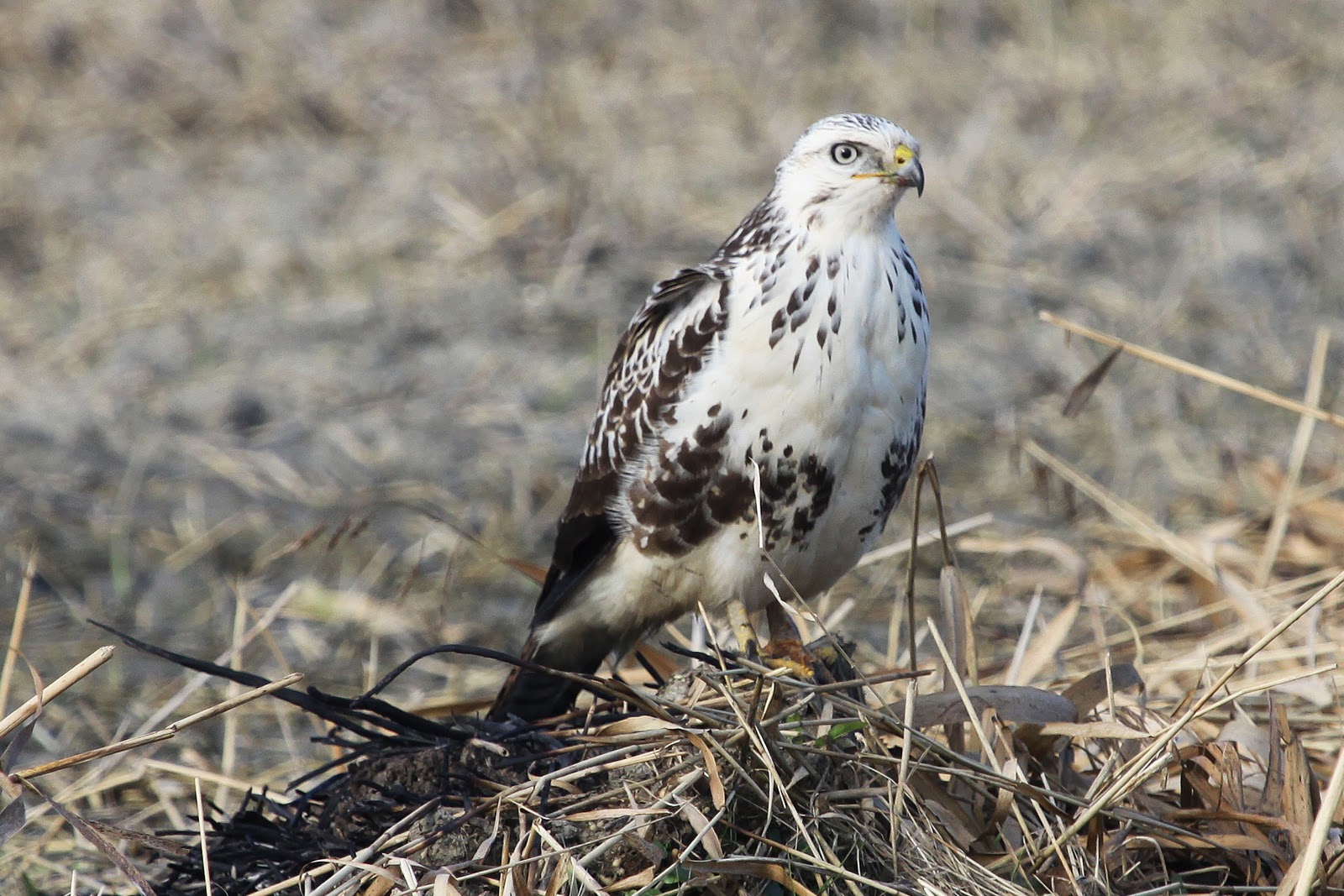 NatuurlijkNatuur: Buizerds.