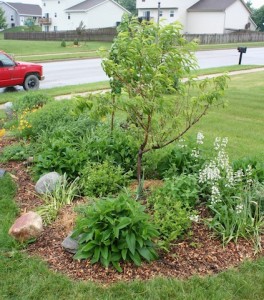 Renew: Fruit Tree Guilds: Sustainable Functional Landscape