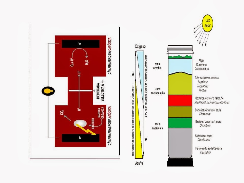 QUIFI la divertida QUImica y FIsica: Bioelectrogenesis comparativa con ...