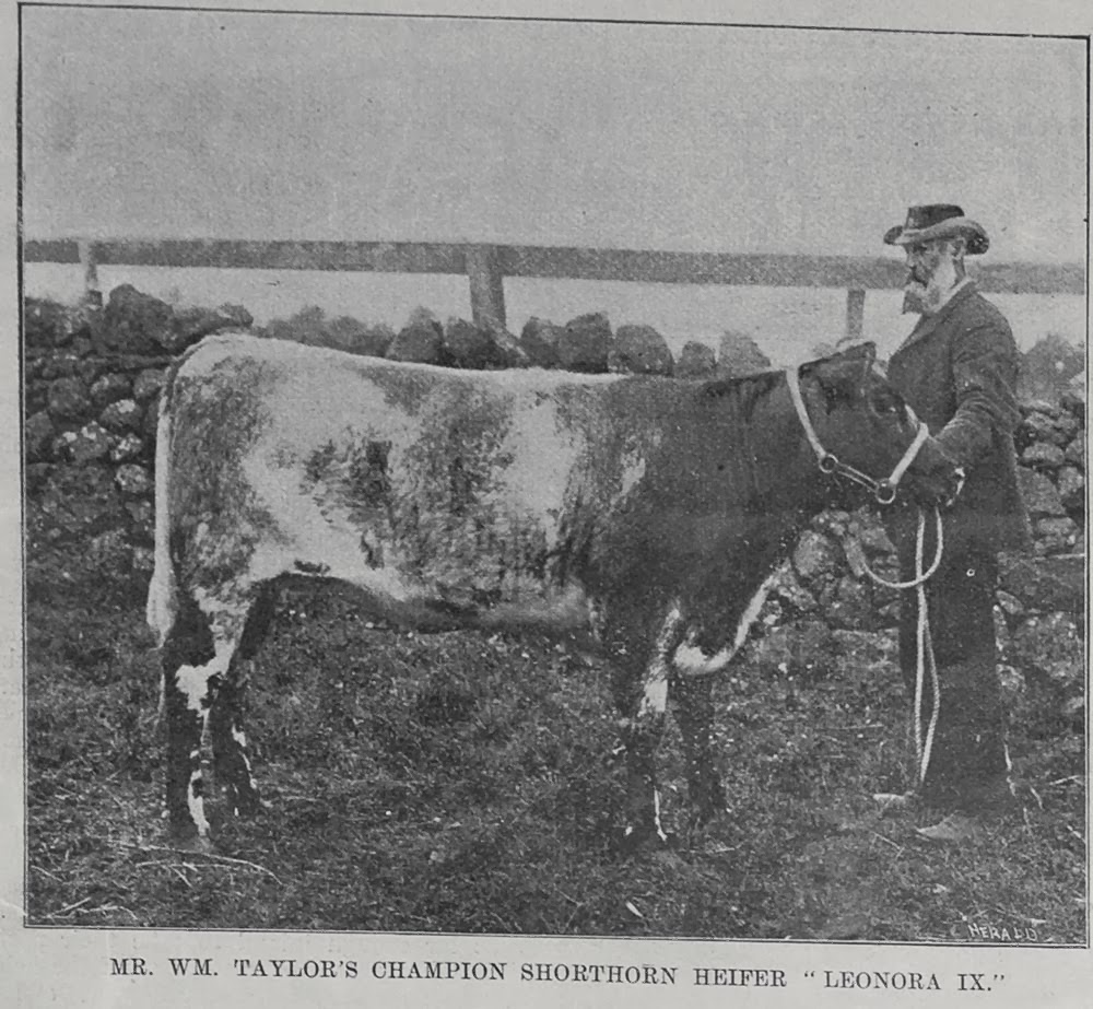 Farm Heritage Image of the Day - Champion Shorthorn Heifer #FarmVoices