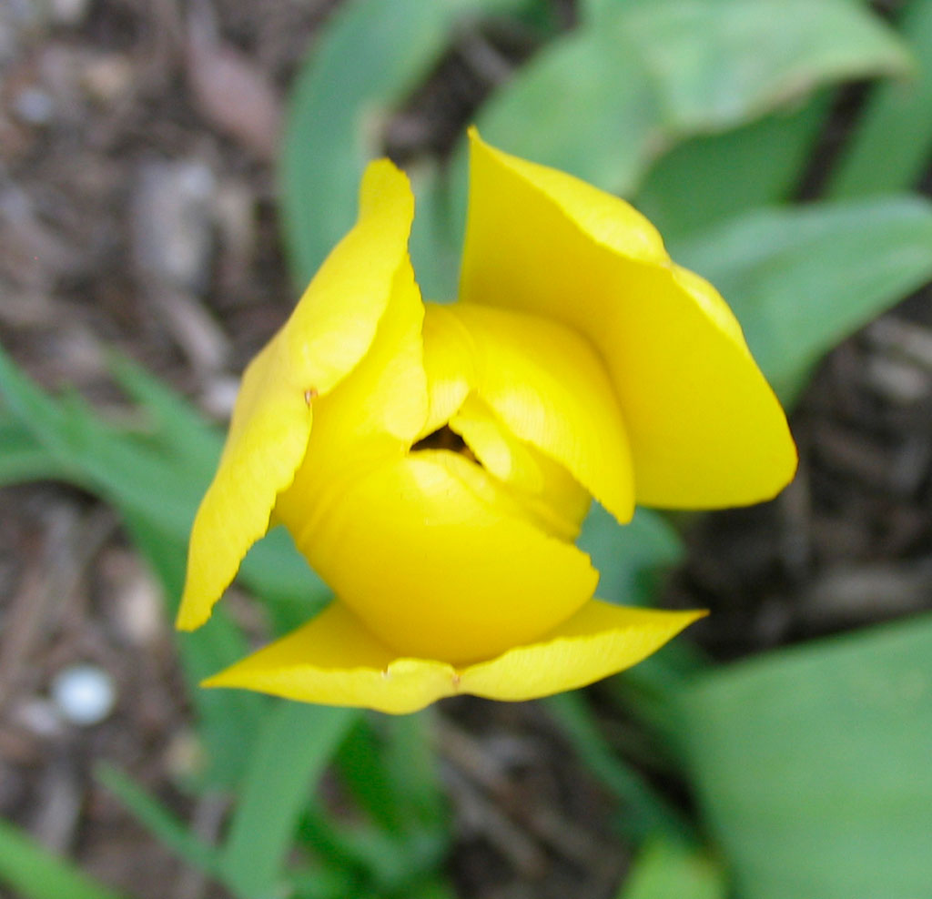 Poppular Photography: Spring Flowers in Indianapolis