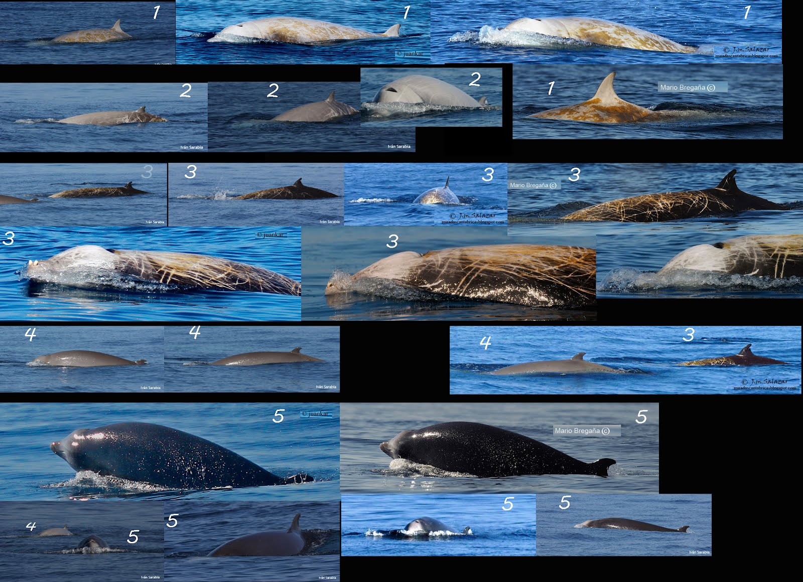 Entre alpinas y marinas.: El zifio y sus dientes. El Ballenato de ...