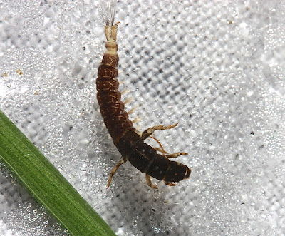 Aquatic Insects of Central Virginia: But That Doesn't Occur in Our Part ...