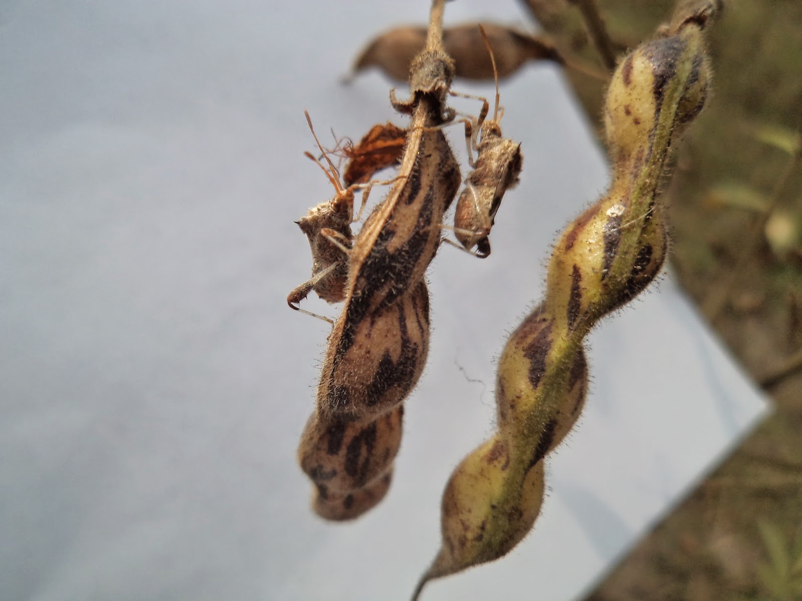 Its Sandy's World...: Some real field photos of Insect Pests of Pigeon ...