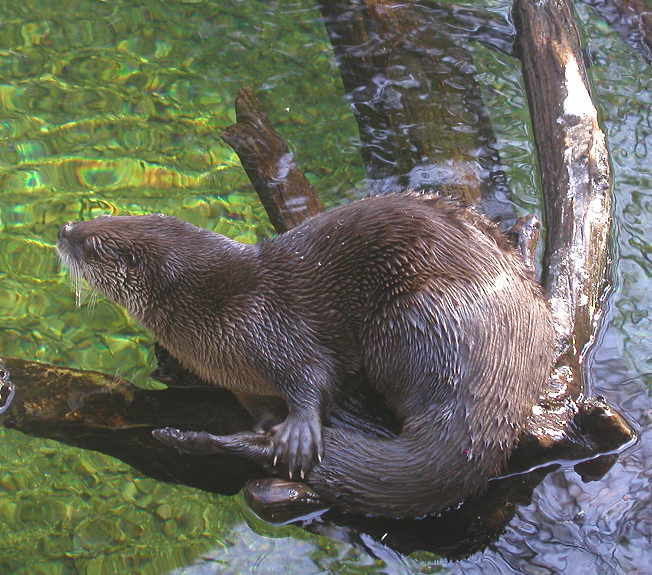Everyone Outdoors: Blue Hills Trailside Museum - Fully Accessible!