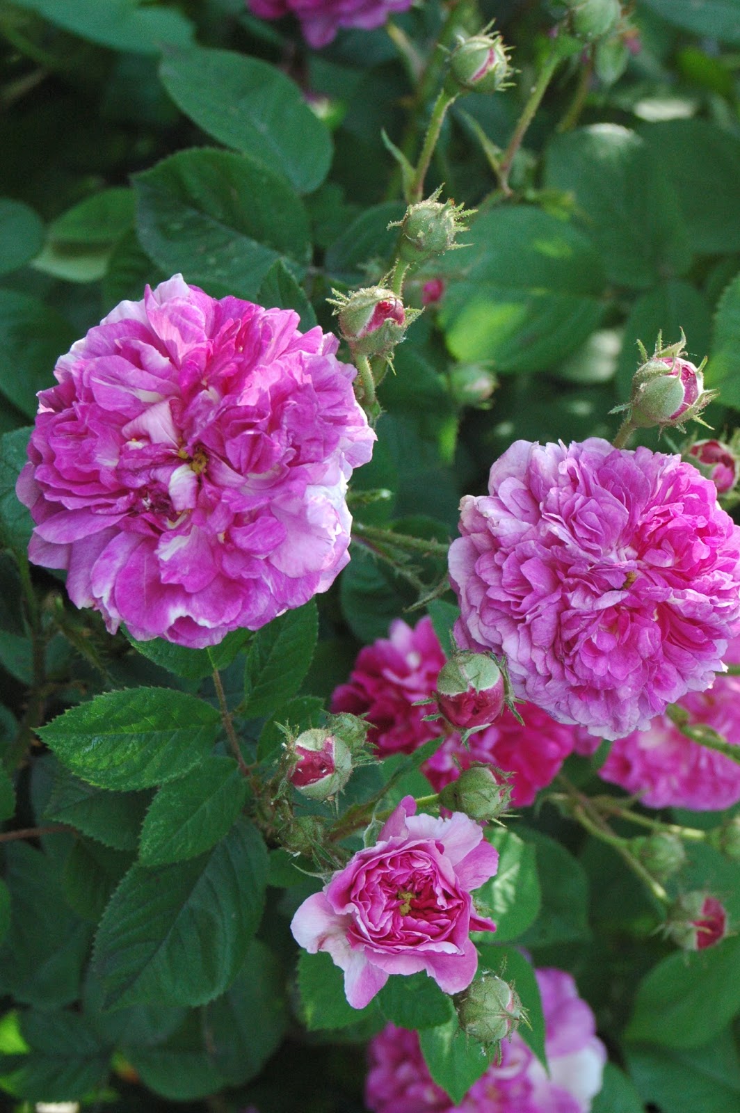 Promesse de roses: Russelliana