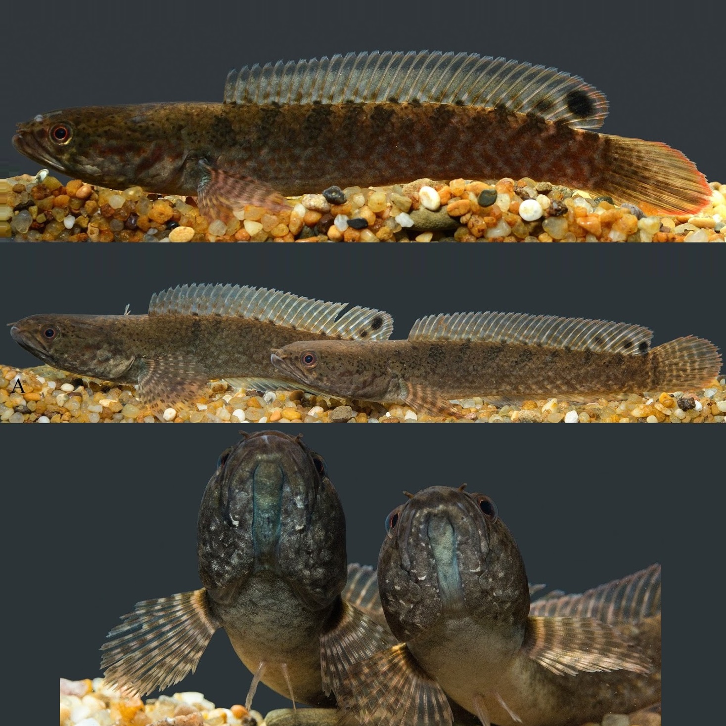 Species New to Science: [Ichthyology • 2019] Channa rara • A New ...