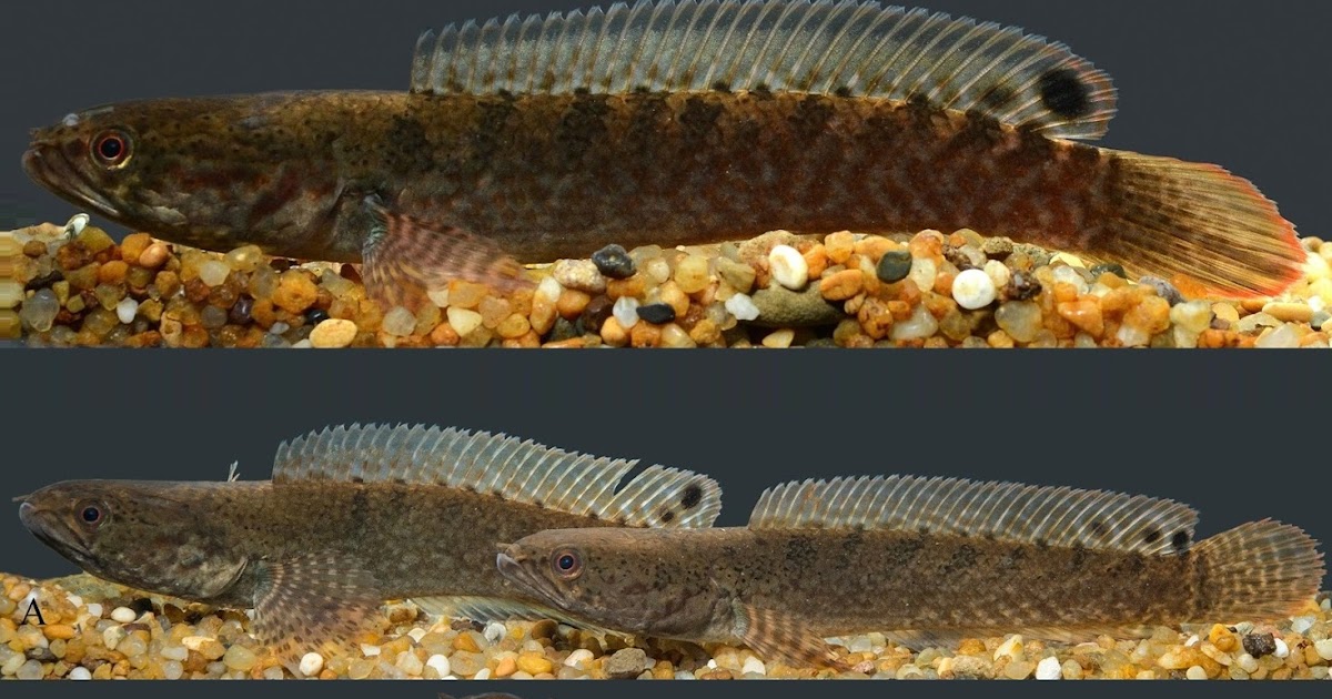 Species New to Science: [Ichthyology • 2019] Channa rara • A New ...
