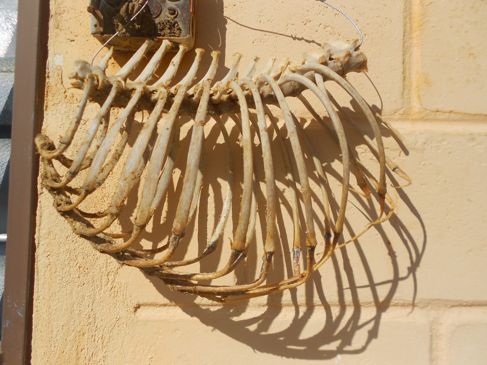 Anatomía de los Animales Domésticos : Osteologia