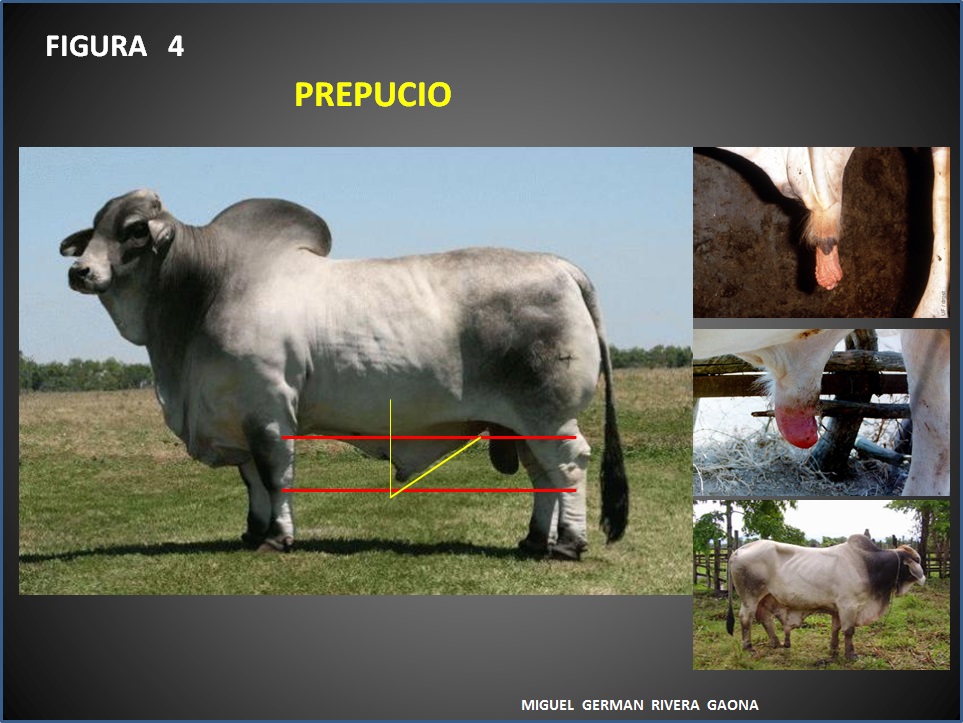 MANUAL DE BIOTECNOLOGIA REPRODUCTIVA EN BOVINOS: MANEJO REPRODUCTIVO ...