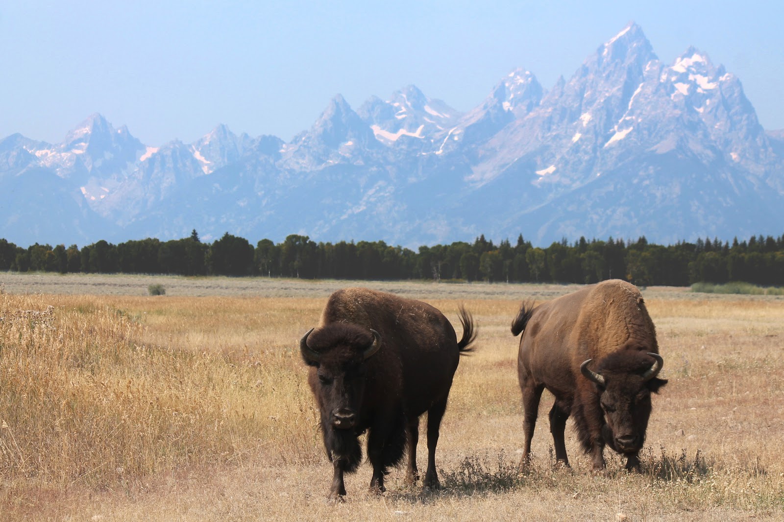 mitcheci photos: Wyoming: Bison on the way to Yellowstone