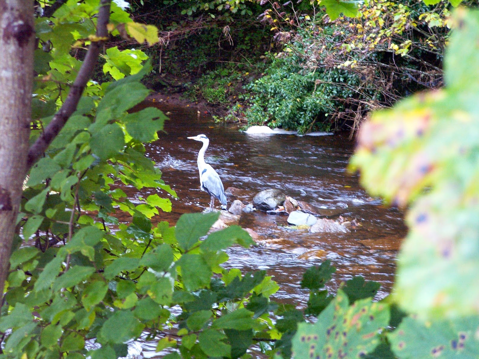 Roy's blog: SCOTLAND 2 - S.E