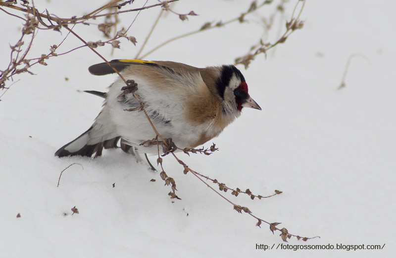 In linii mari: Pasari: Carduelis carduelis (Sticlete)