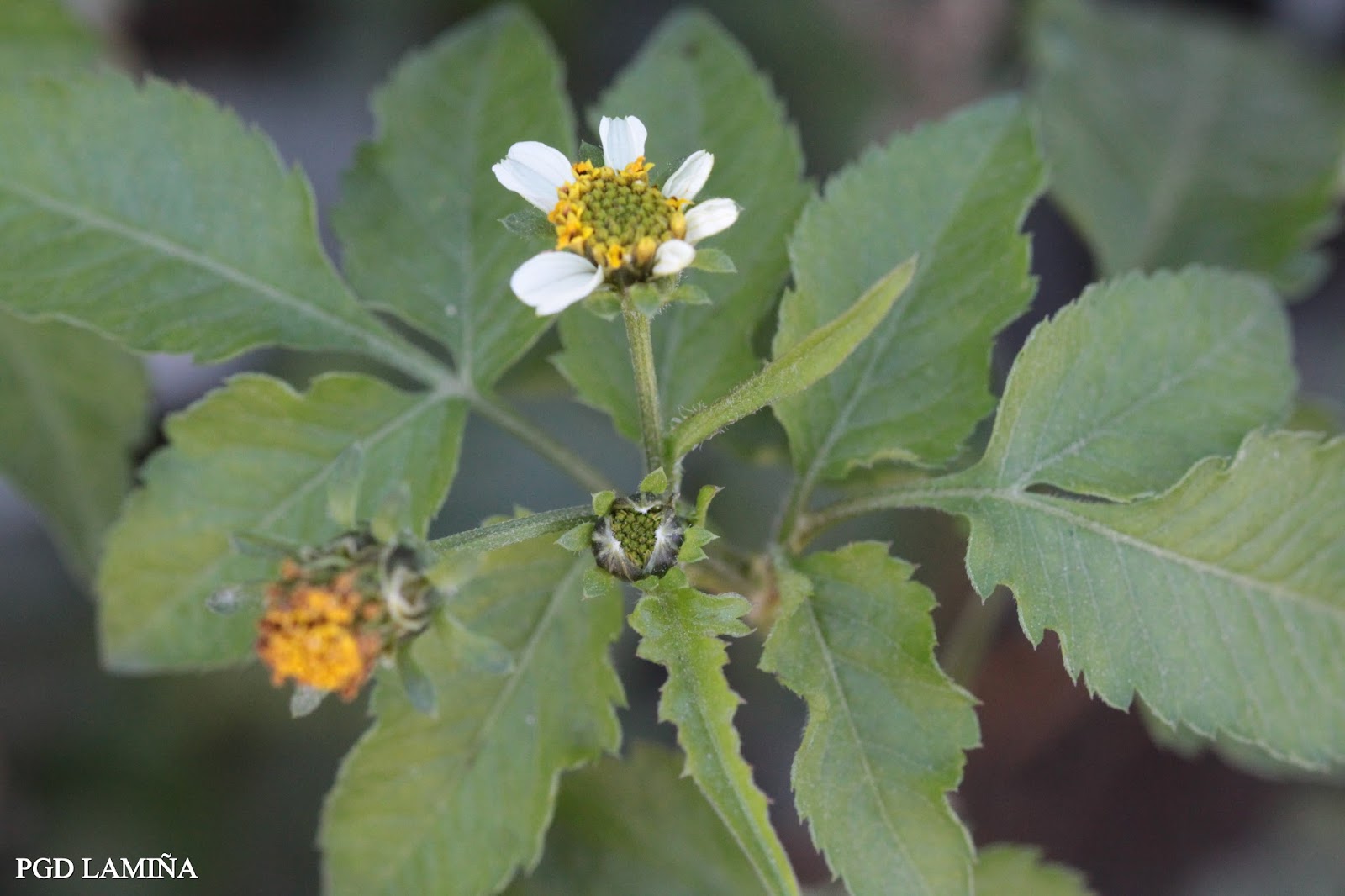 BIDENS PILOSA. amor seco.