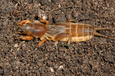 TYPES OF INSECTS : African Mole Cricket