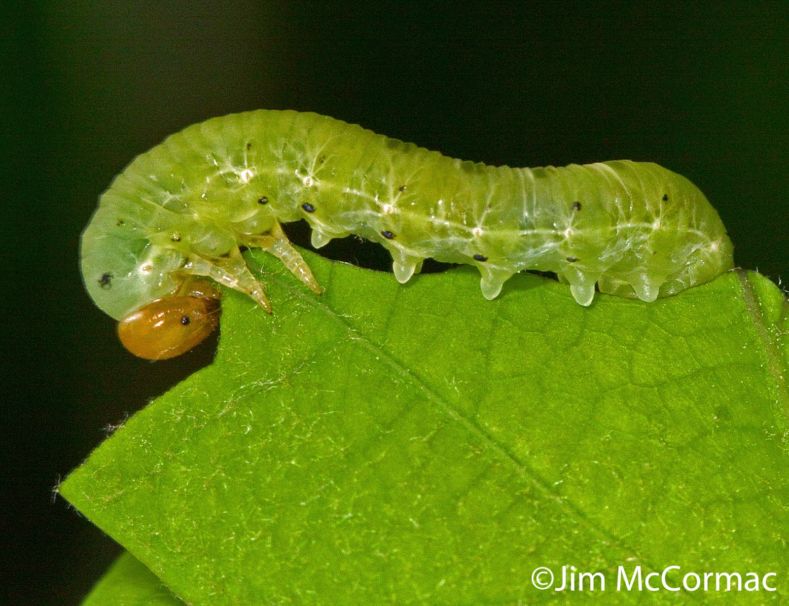 Spring Azure Caterpillar
