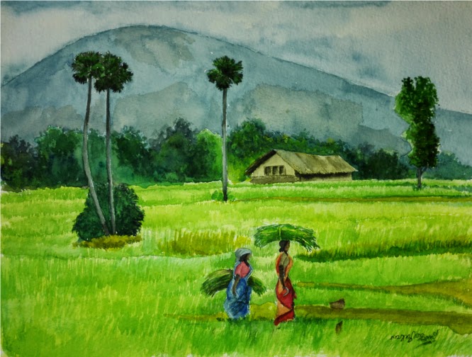 colours..: paddy fields.