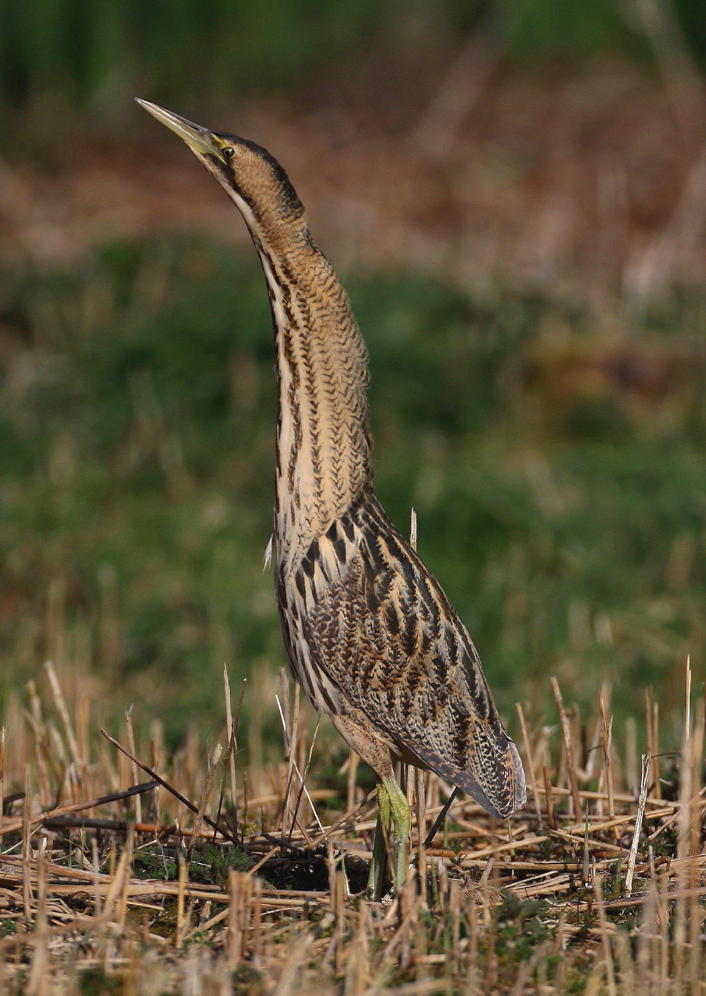 Steve Hinton Wildlife Photography: Forest Farm Bittern.