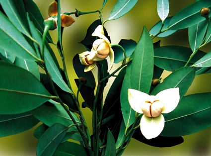 Pyea-Baal Cambodia: Rumdul - National flower of Kingdom of Cambodia