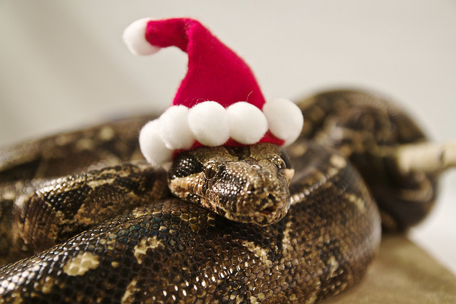 Meyers on the Hood: And a Python in a Pear Tree