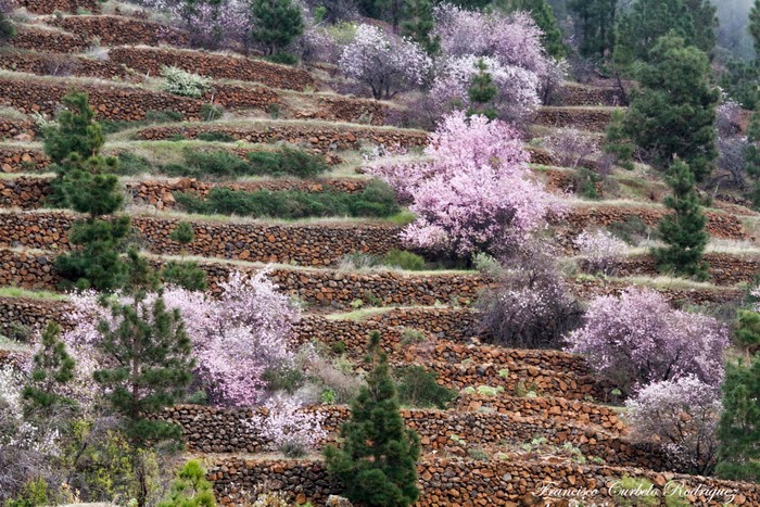 EL RINCÓN FOTOGRÁFICO DE FRANCISCO CURBELO: LOS ALMENDROS EN FLOR ...
