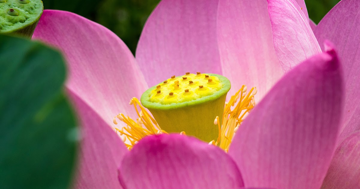FROM THE GARDEN OF ZEN: Sacred lotus flower: Kencho-ji
