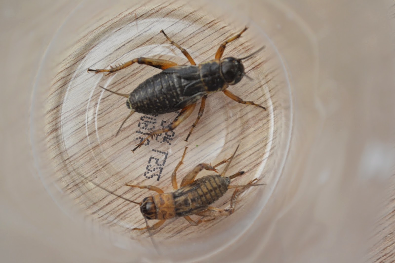 Bibit Jangkrik: Ciri Indukan Jangkrik Jantan dan Betina yang Baik