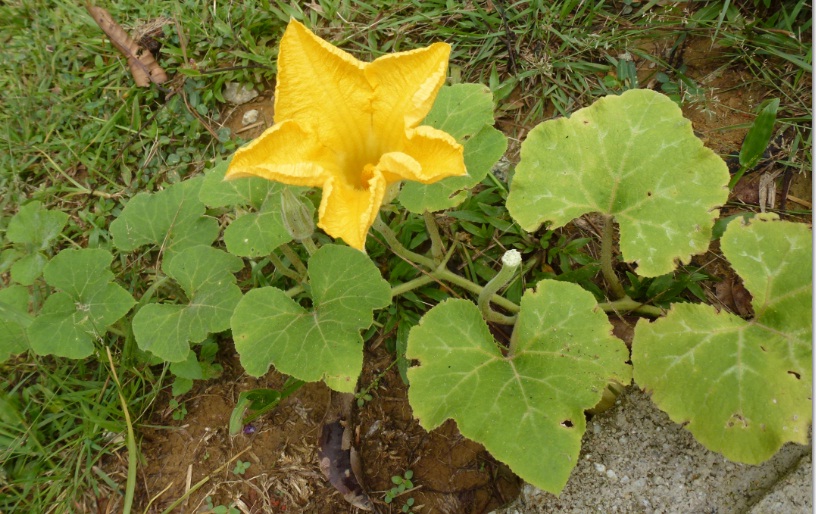 Greenfingers: Pokok Labu Berbunga