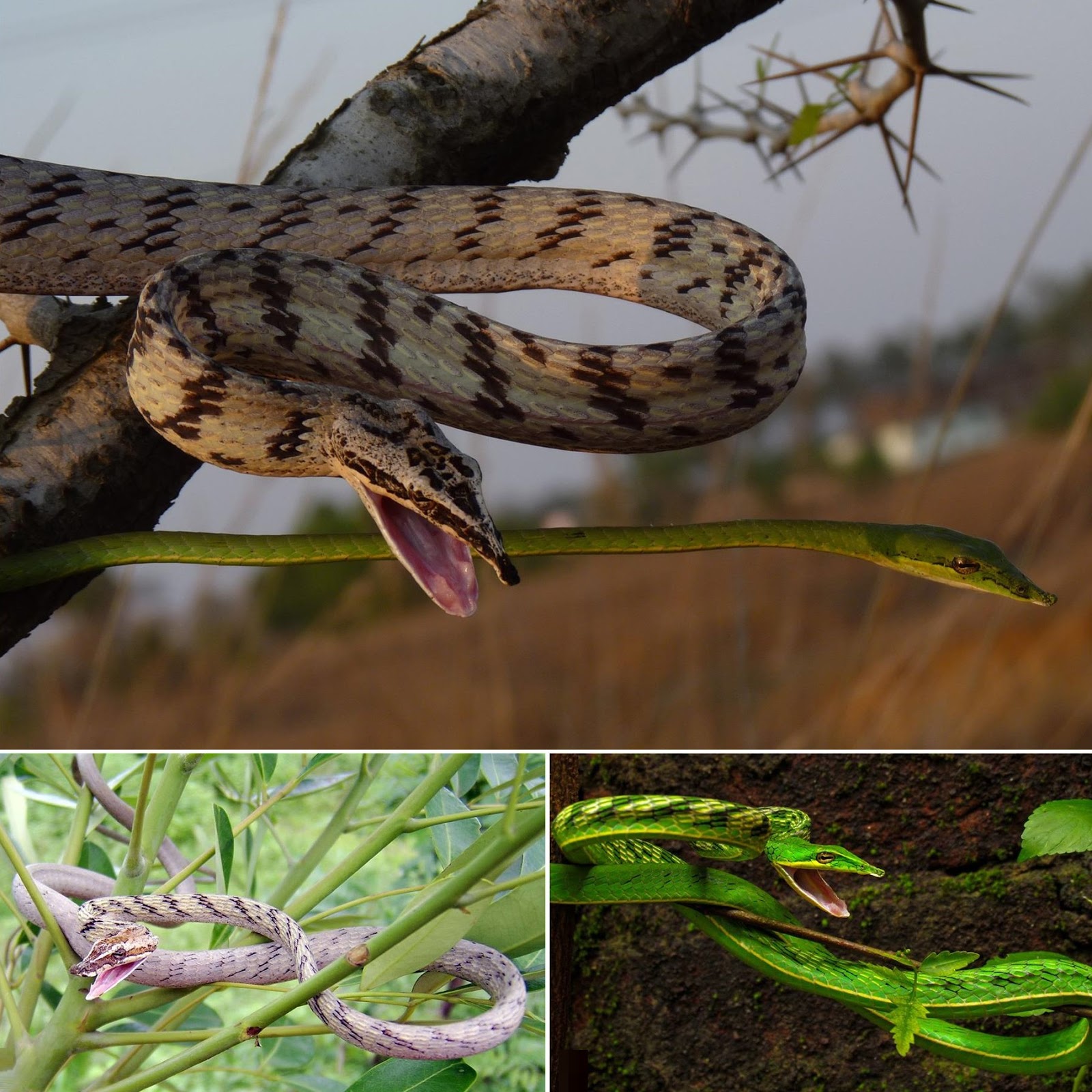 Species New to Science: [Herpetology • 2017] Ahaetulla anomala ...