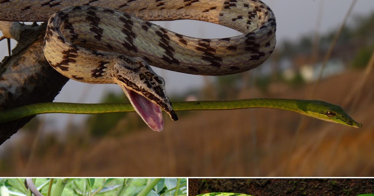 Species New to Science: [Herpetology • 2017] Ahaetulla anomala ...
