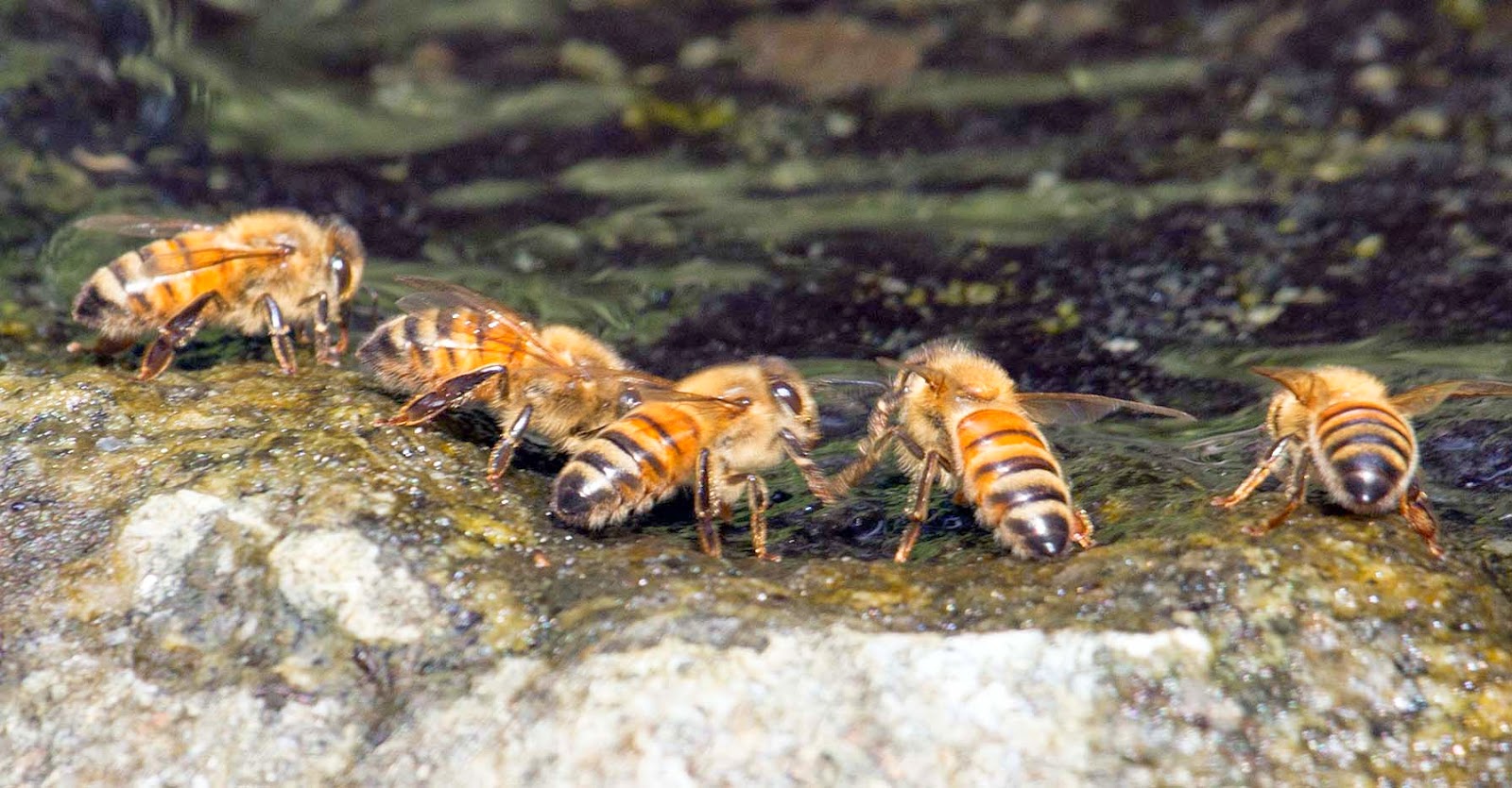 Exploring Nature in NC: Honey Bees