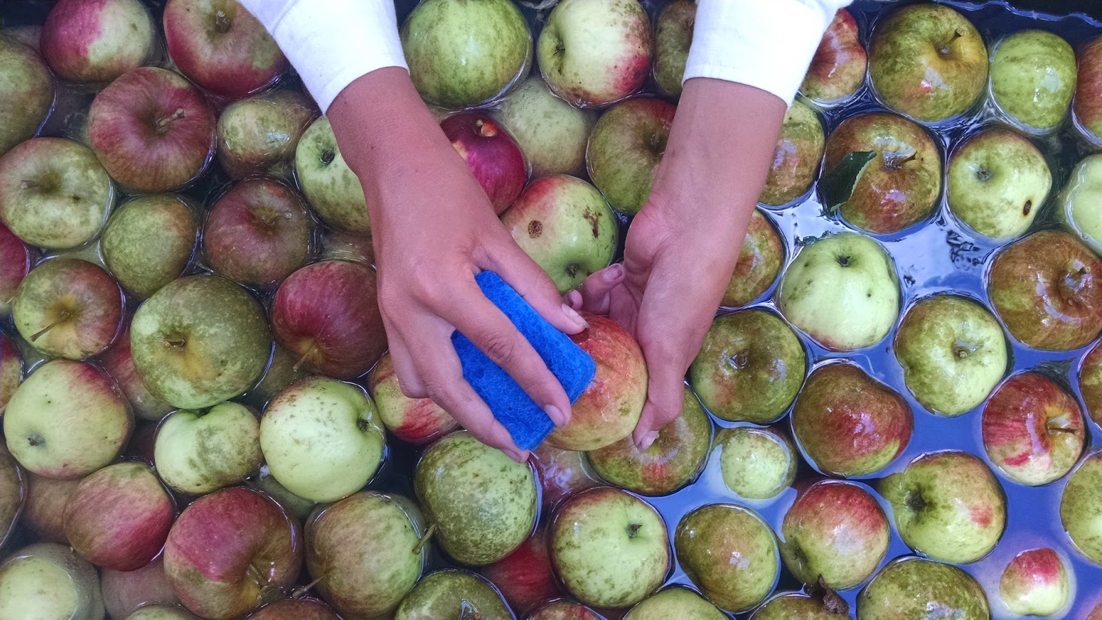 Brockman Family Farming's Blog: Evanston Market 8/8