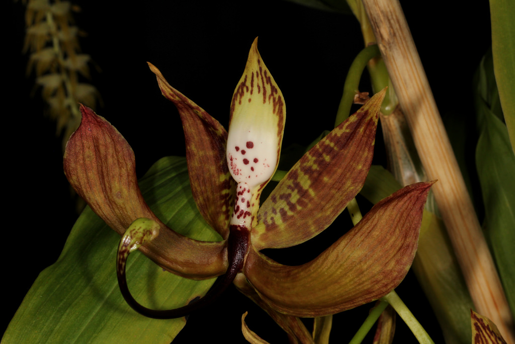 Cycnoches loddigesii orchid plant care and culture | Travaldo's blog