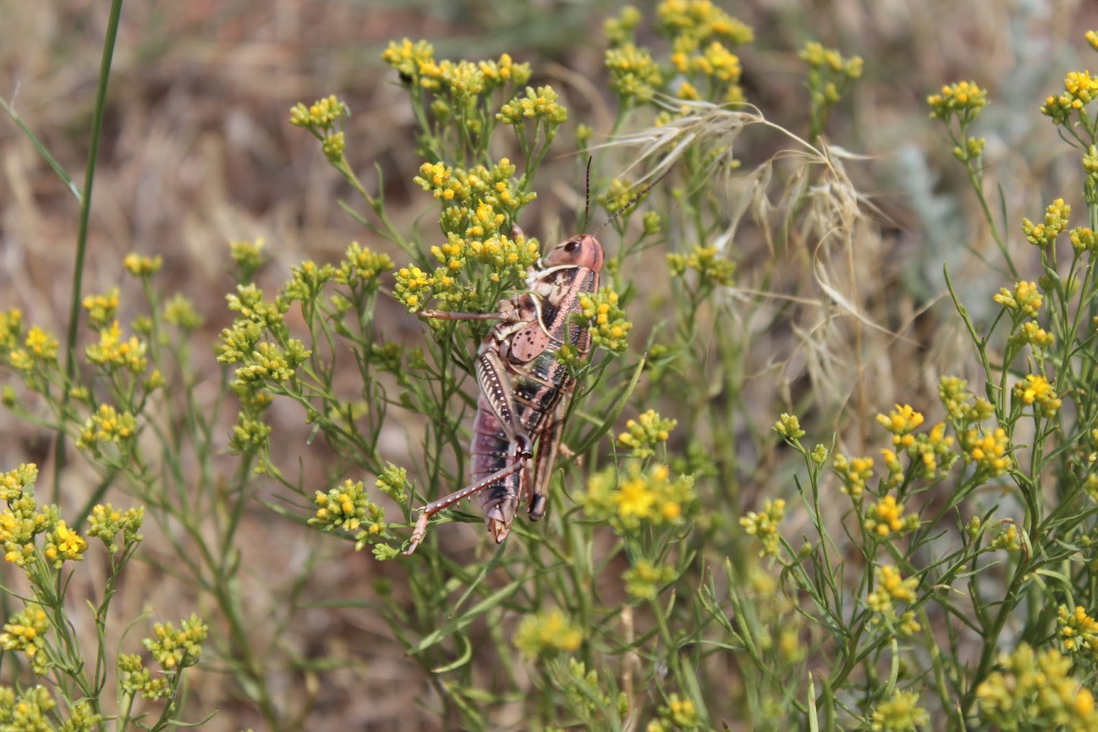 Jefferson County Colorado Wildflowers: August 2013