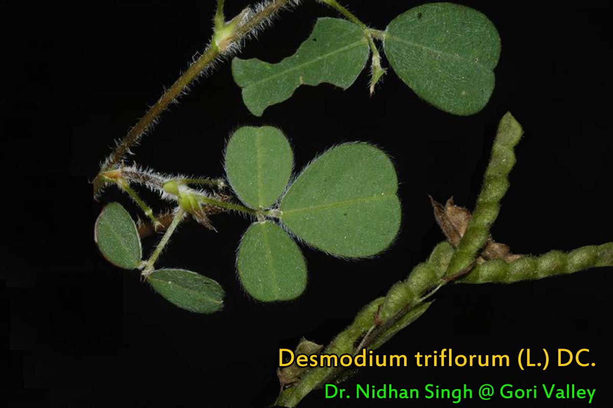 Medicinal Plants: Desmodium triflorum, Hamsapadi, sirupulladi, Kudaliya ...