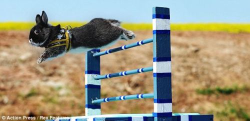 Rabbit Show Jumping Set To Take The World By Storm ~ The Full Boxz Blog