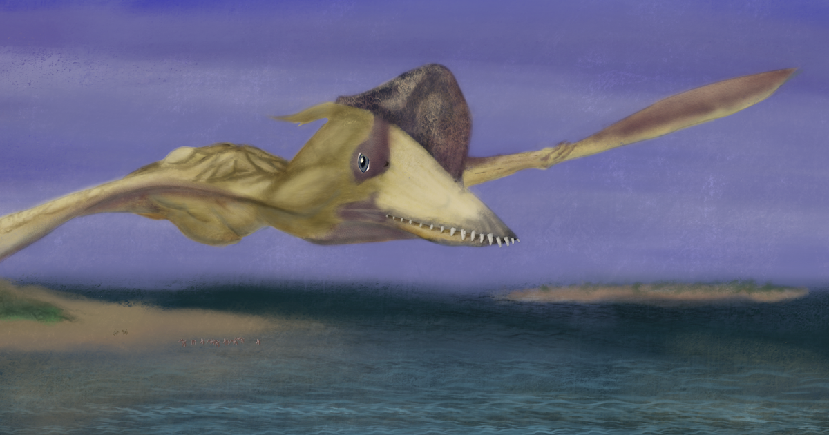 Mesozoic Monsters: A New Name For Germanodactylus rhamphastinus