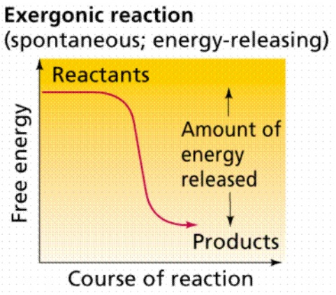Plant Life: Exergonic and Endergonic Reactions