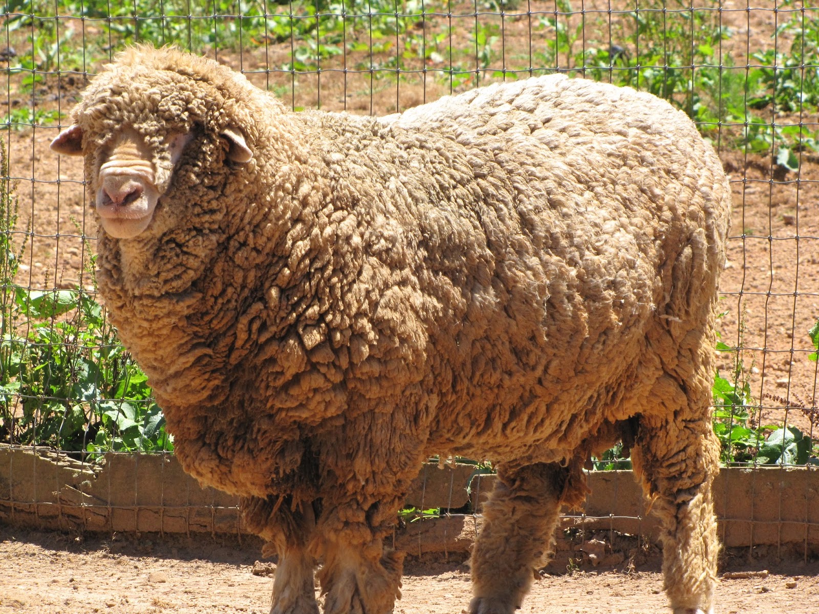 Why does God call us sheep?