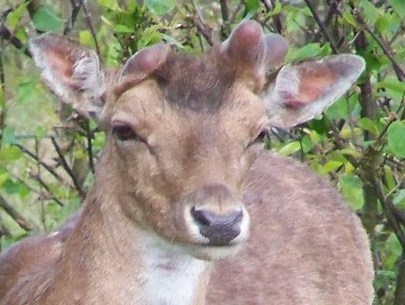 AMSTERDAMSE WATERLEIDINGDUINEN AWD: Het Damhert Gewei