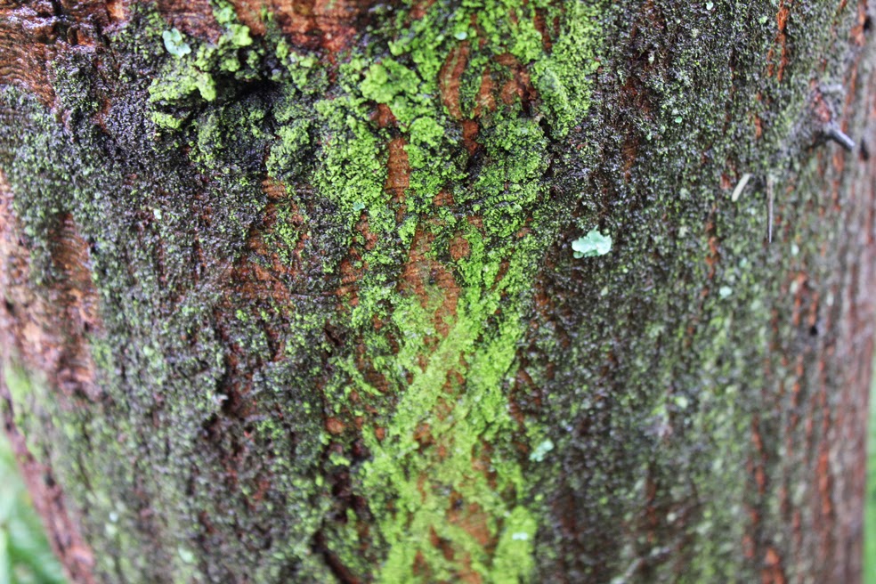 Gardening in Africa: Acacia karroo (Vachellia karroo)