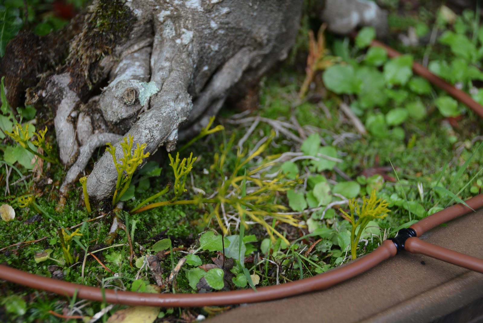 JARDIN DE HELECHOS: PSILOTUM NUDUM