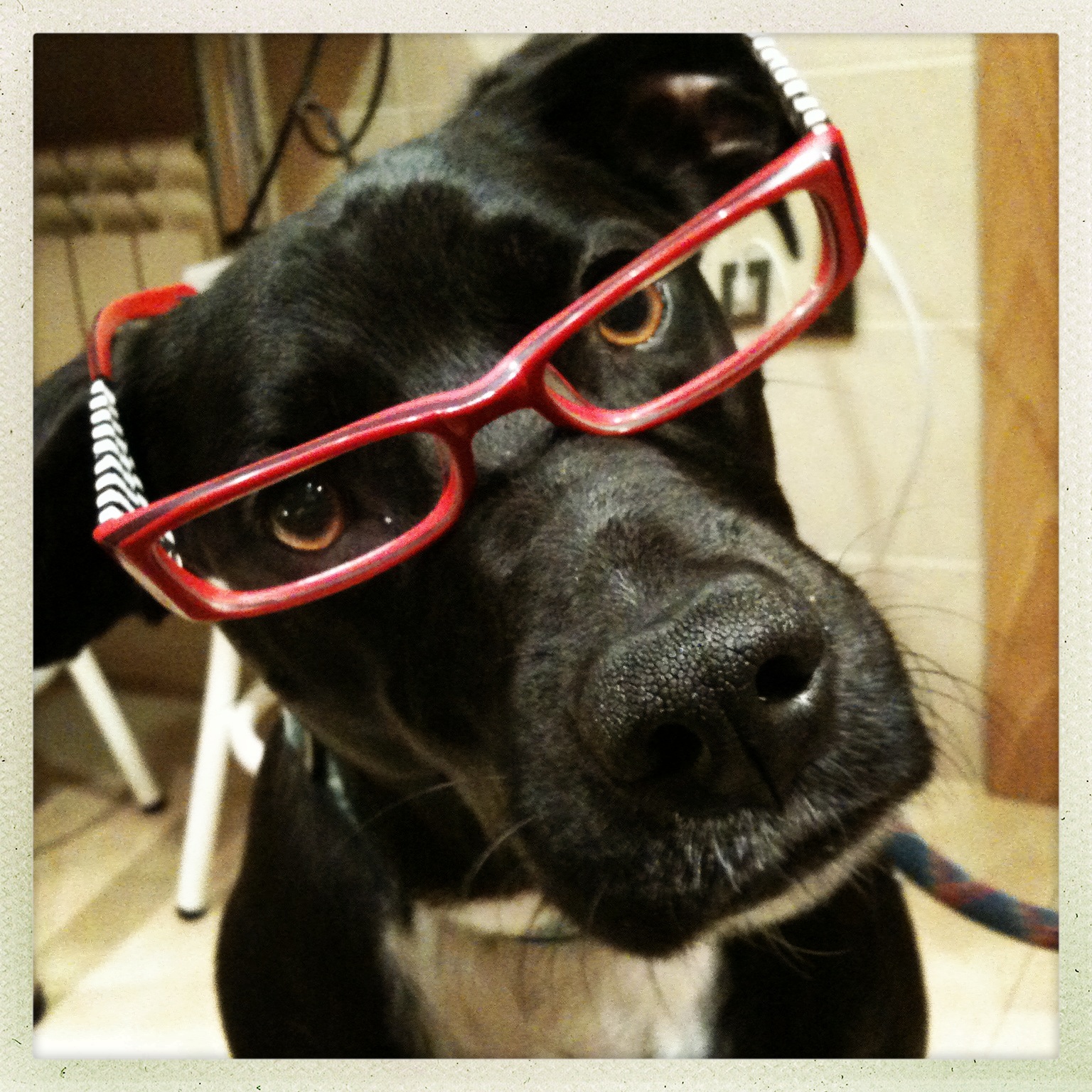 Mi Mayor Enemigo Soy Yo Mismo Blog: Perros Intelectuales