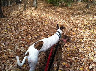 Pawstcards from Hampton Roads: Sandy Bottom Nature Park, Hampton, VA