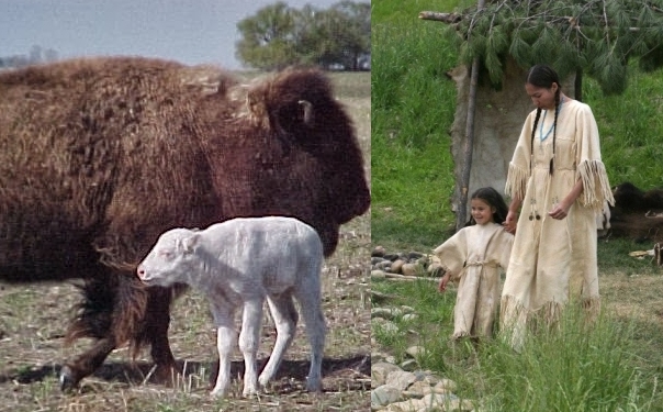 White Wolf : Women's talk: Oglala Lakota Women and Bison, Importance of ...