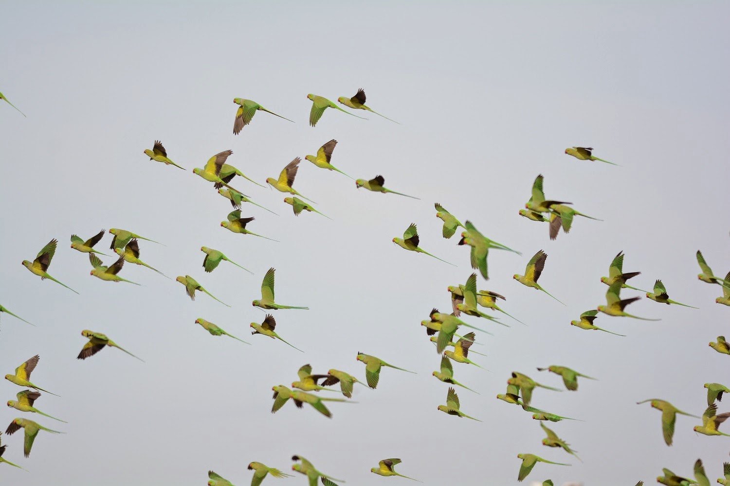 Dave Mo Birding: Ring Necked Parakeets