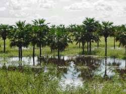 Características de Venezuela: Región de Los llanos