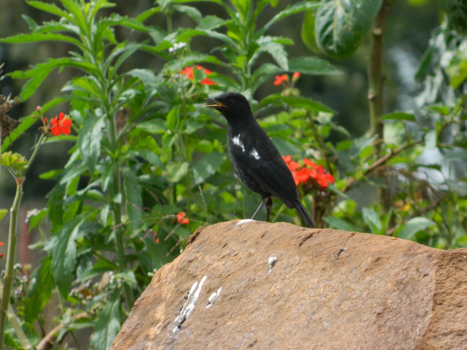 Rwanda on the Wing: asyv birds