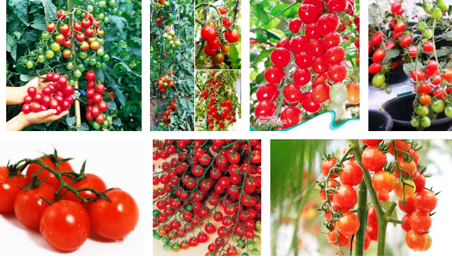 Cara Menanam Tomat Chery Dalam Pot - BELONOMI