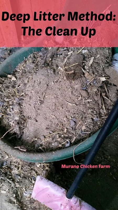 Deep Litter method: the once a year clean up - Murano Chicken Farm